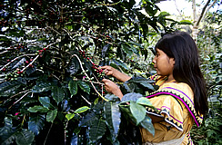 Ngöbe-Buglé | Nativa Tours