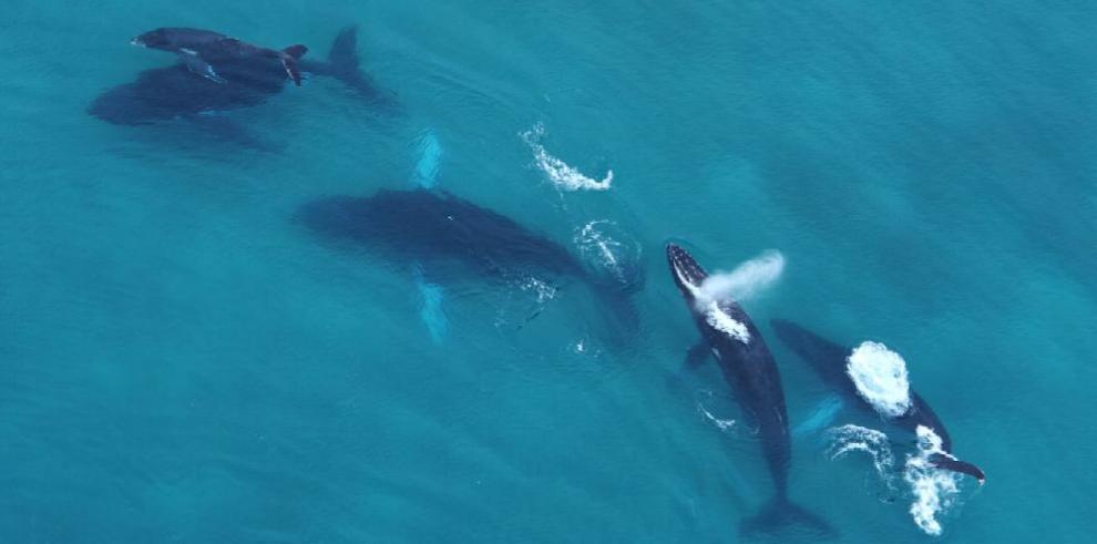 Observons Les Baleines et Tortues | Nativa Tours